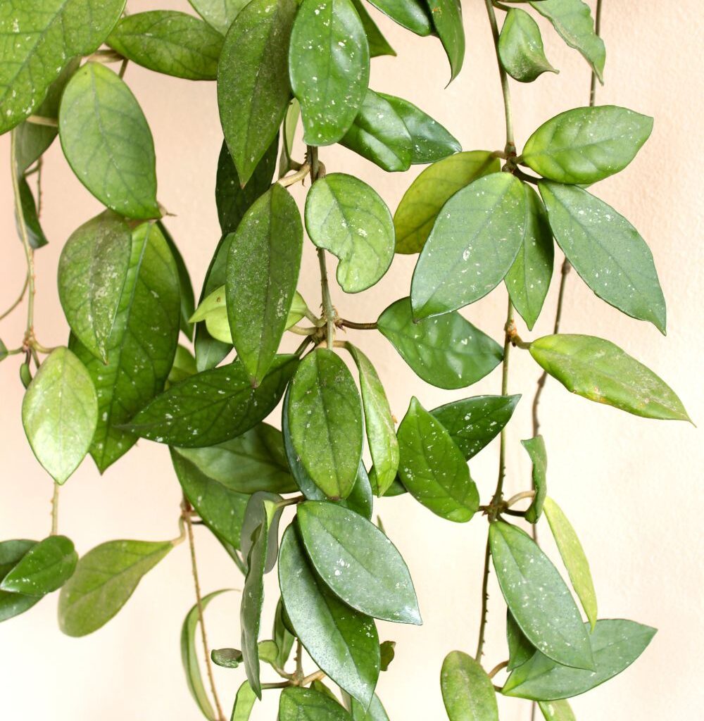 How to Propagate Wax Plant