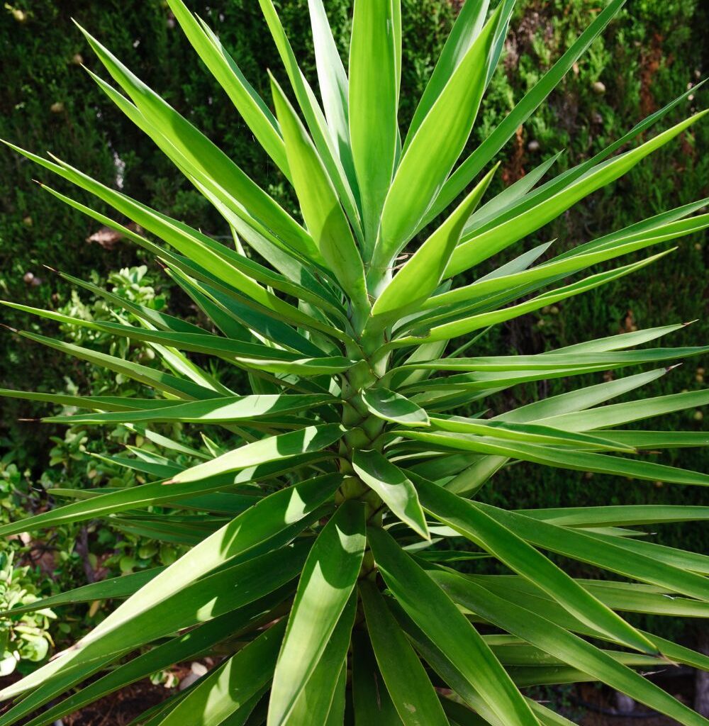 How to Propagate Yucca Plant