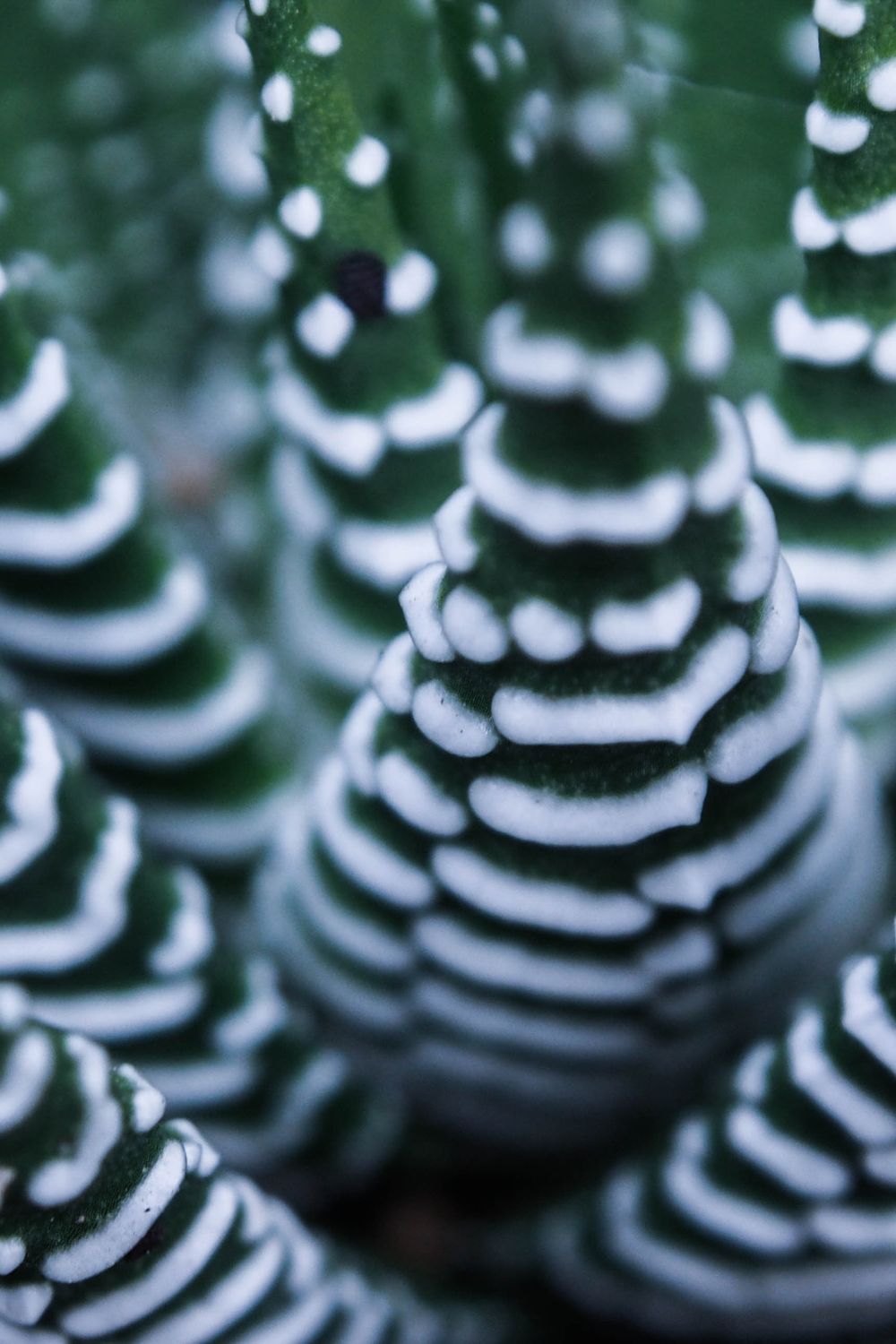 How to Propagate Zebra Plant