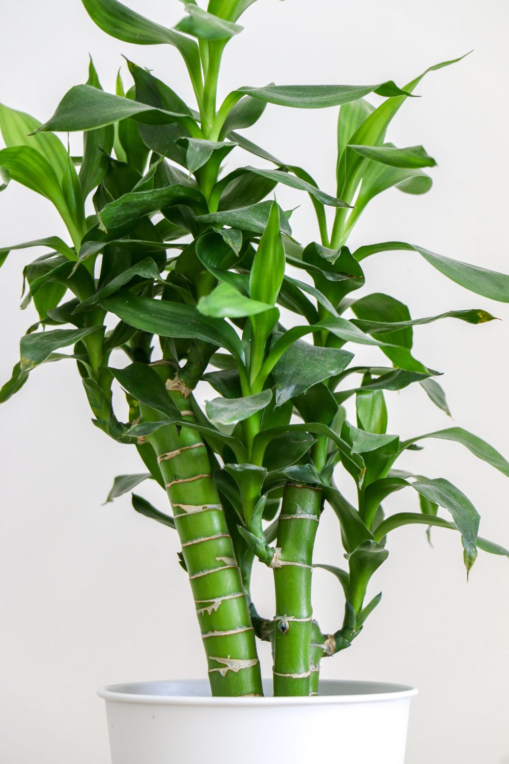 How to Propagate Lucky Bamboo