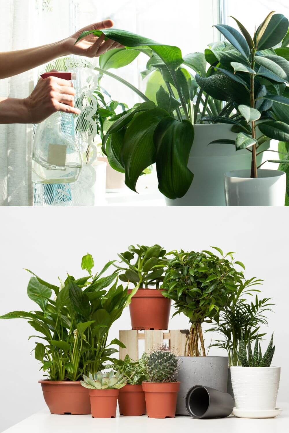 How to Propagate Indoor Plants