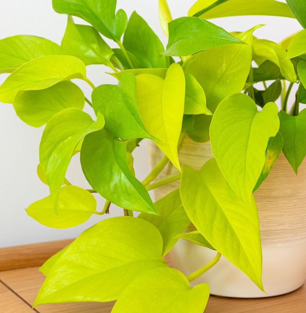 How to Propagate Neon Pothos: The Ultimate Guide
