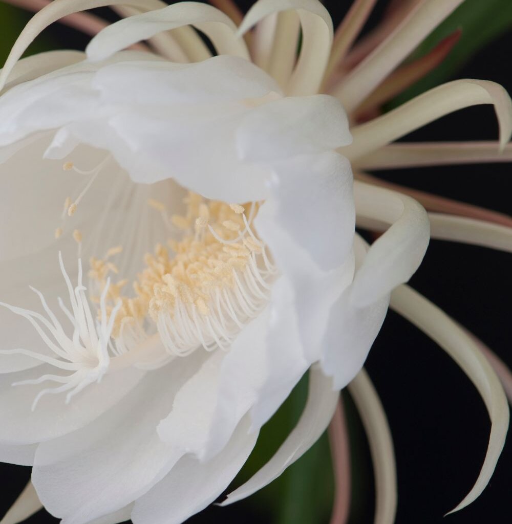 How to Propagate Night Blooming Cereus