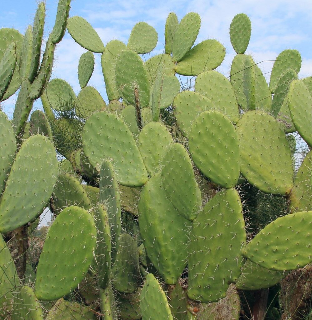 How to Propagate Prickly Pear