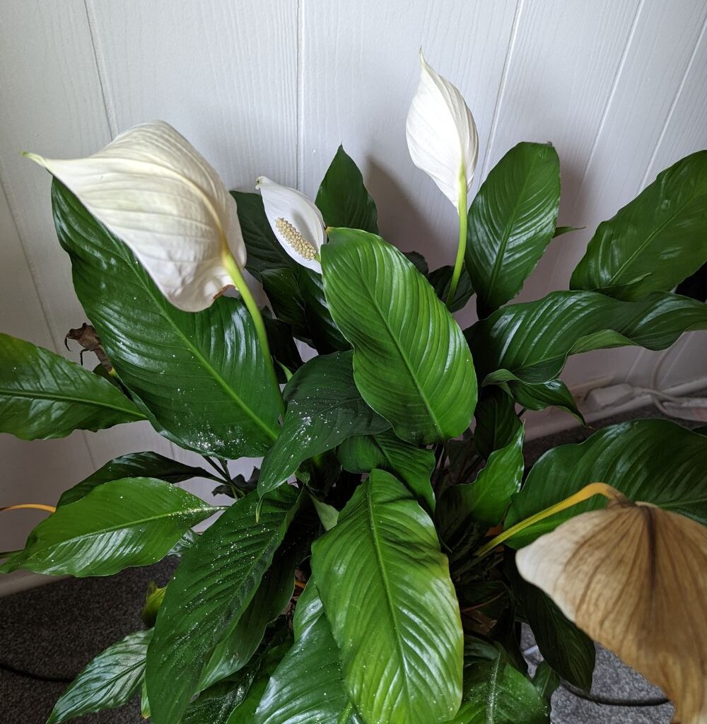 How to Propagate Peace Lily