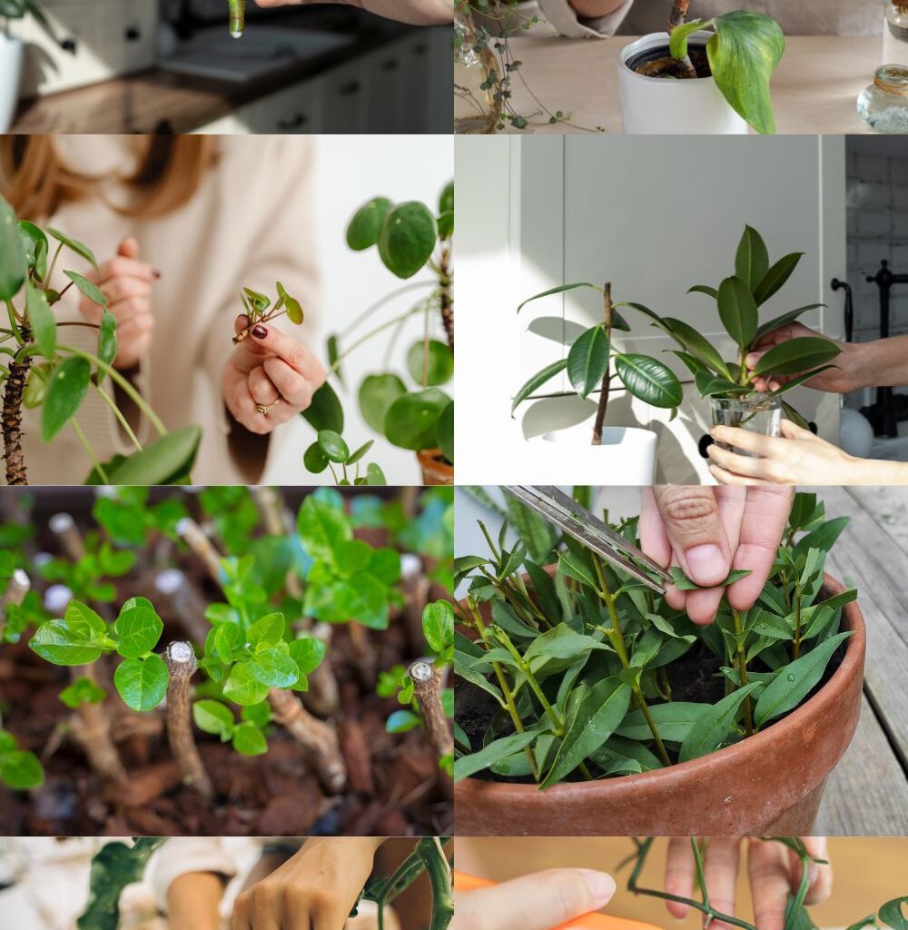 How to Propagate Plants From Cuttings