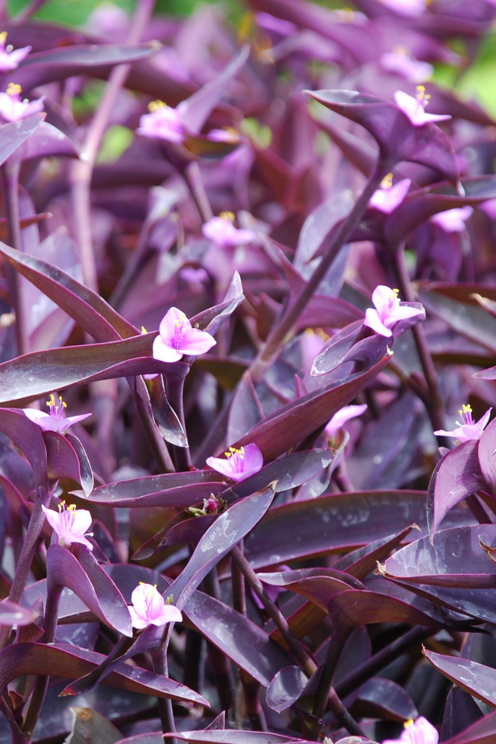 How to Propagate Purple Queen