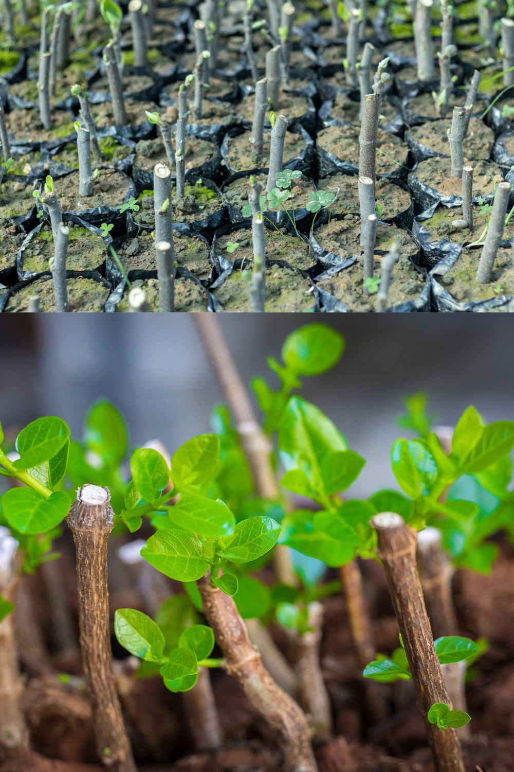 How to Propagate Trees From Cuttings